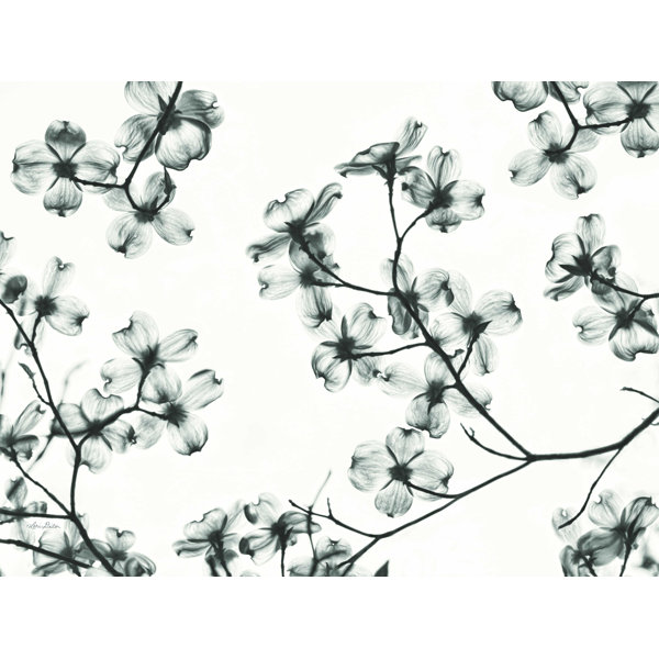 Wildon Home® Dogwood Blossom Silhouette by - Wrapped Canvas Print | Wayfair